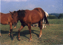 Wolf_Run_Ranch - Page: 4 of 5