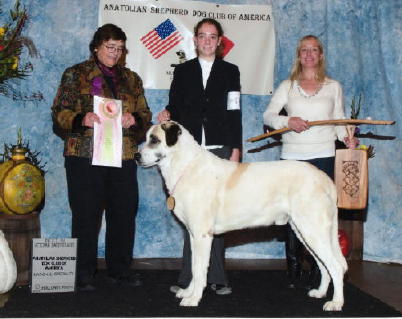 "Lost Armadillo Ranch Anatolian Shepherd dogs"